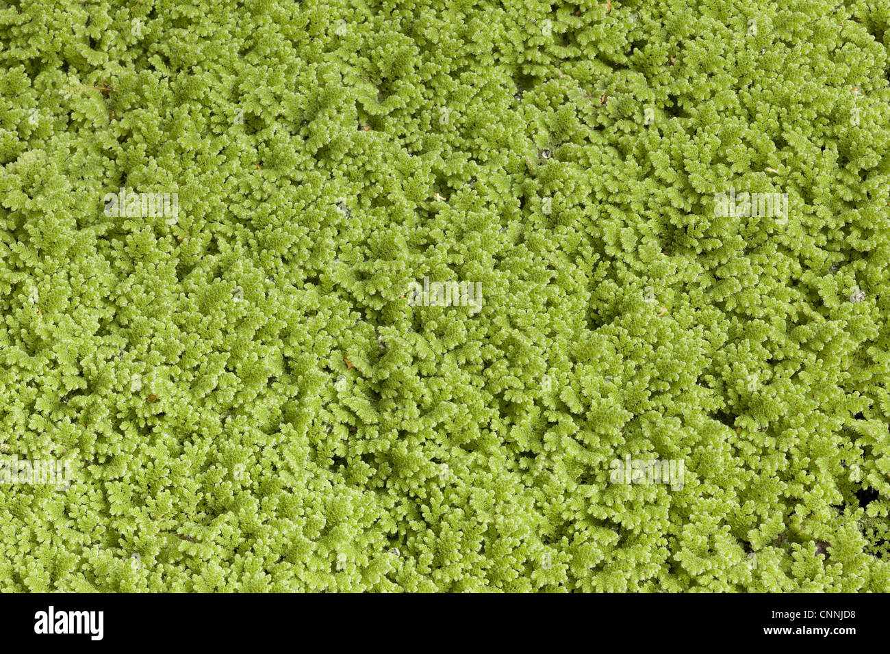 Water Fern (Azolla filiculoides) floating fronds on surface of water ...