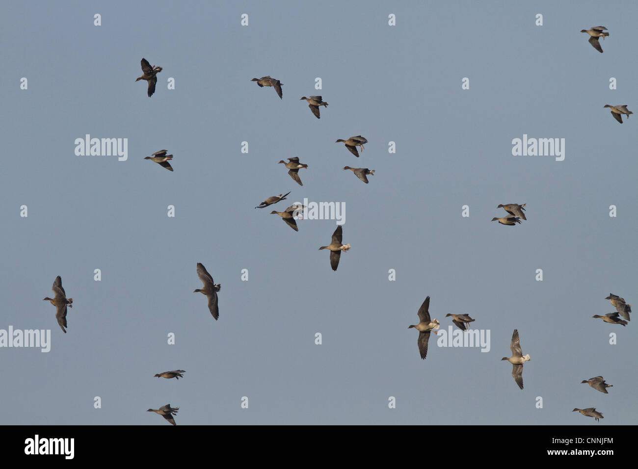 Pink footed Geese winter flock flying Brancaster North Norfolk some ...
