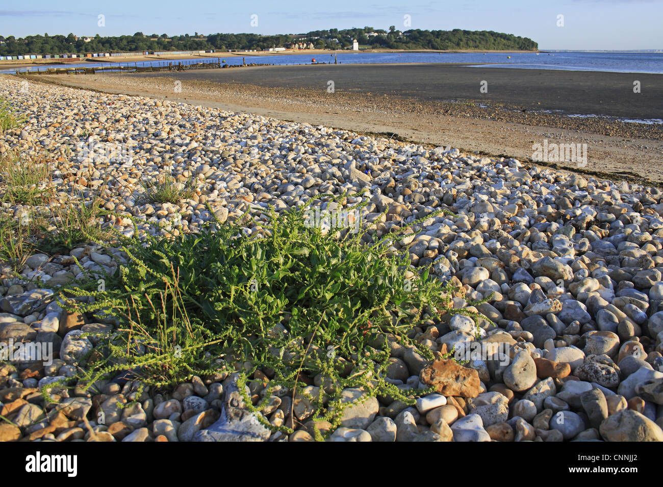 Sea Beet (Beta vulgaris subsp. maritima) growing on pebble beach ...