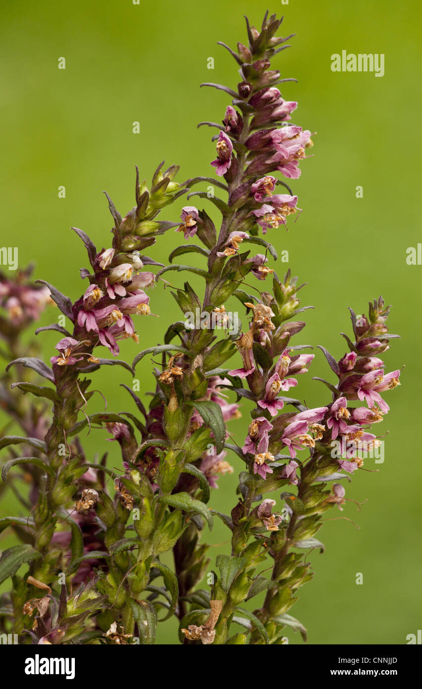 Red Bartsia (Odontites verna) flowering, growing on damp grassland ...