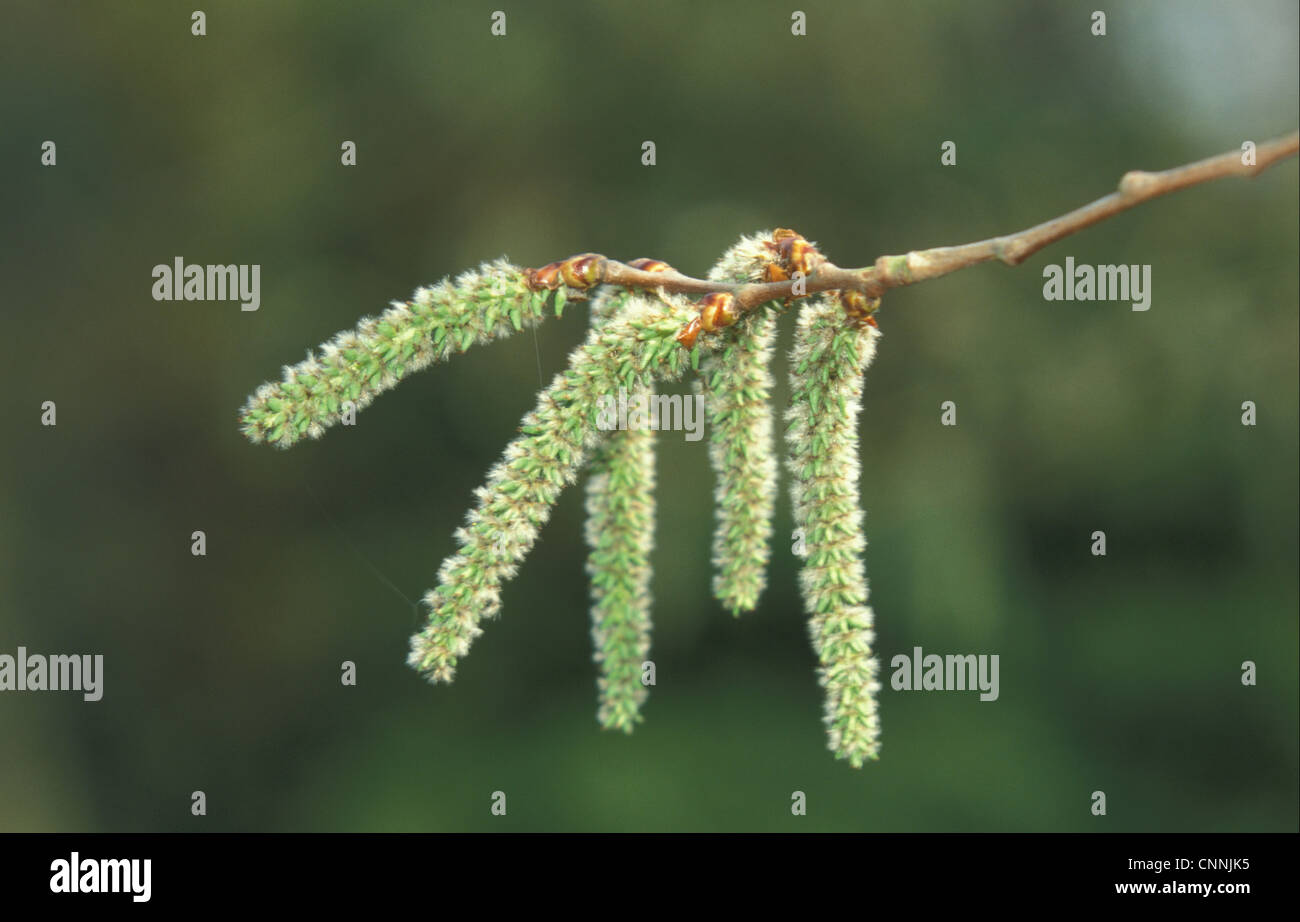 Catkins hi-res stock photography and images - Alamy