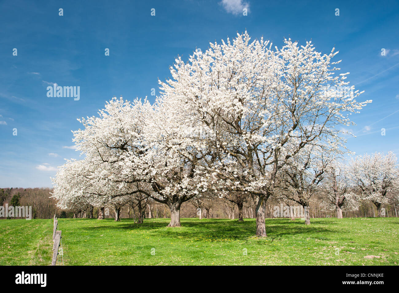 Spring meadow and trees hi-res stock photography and images - Alamy