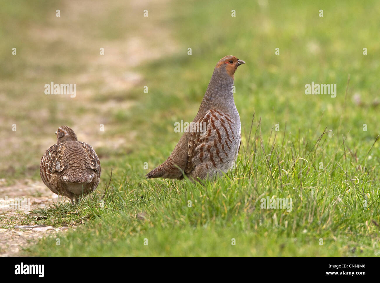 Male and female partridges hi-res stock photography and images - Alamy