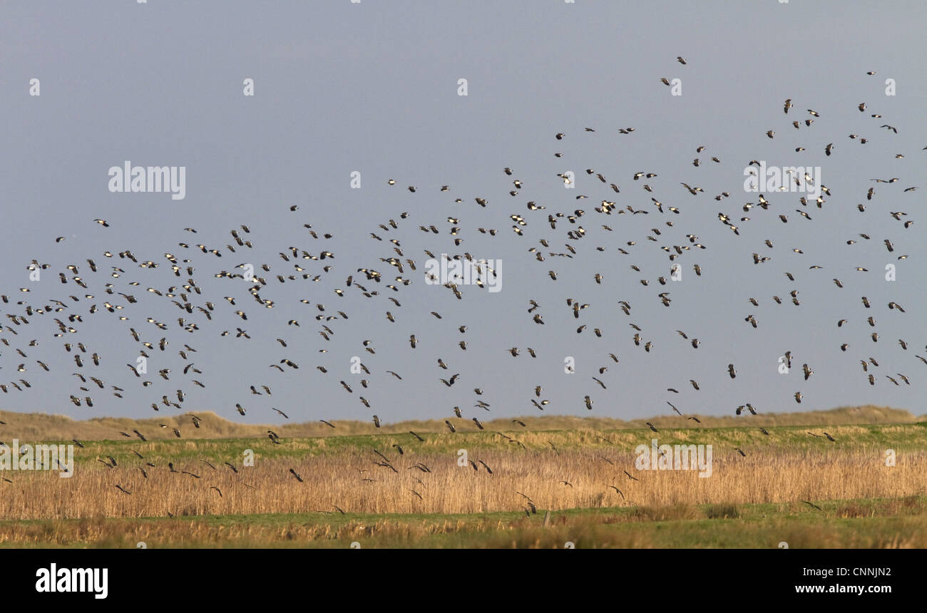 Brancaster marsh winter hi-res stock photography and images - Alamy