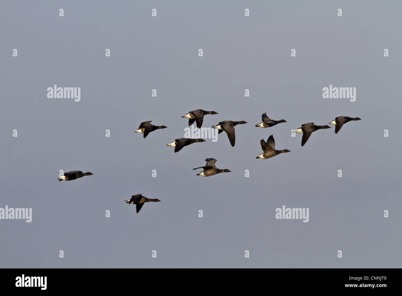 Brancaster marsh winter hi-res stock photography and images - Alamy
