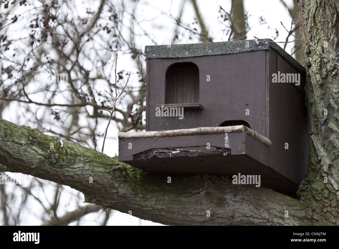 Barn owl nest nesting box hi-res stock photography and images - Alamy