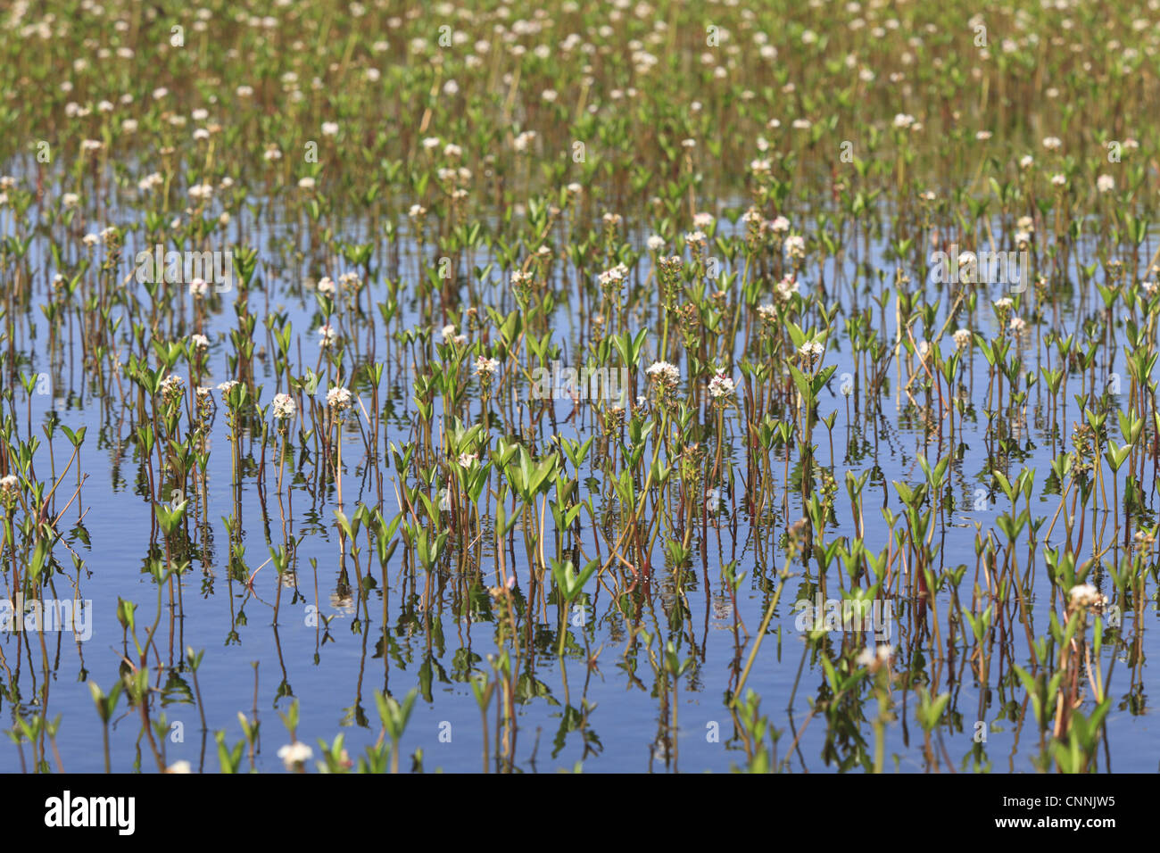 Bogbean (Menyanthes trifoliata) flowering, mass growing in upland bog ...