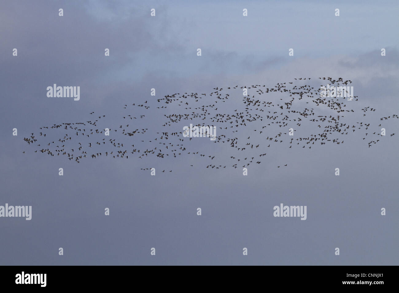 About 750 Brent Geese flying along the sea wall Terrington Marsh, The ...