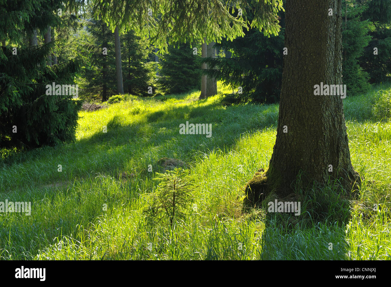 Forest, Harz National Park, Harz, Lower Saxony, Germany Stock Photo - Alamy