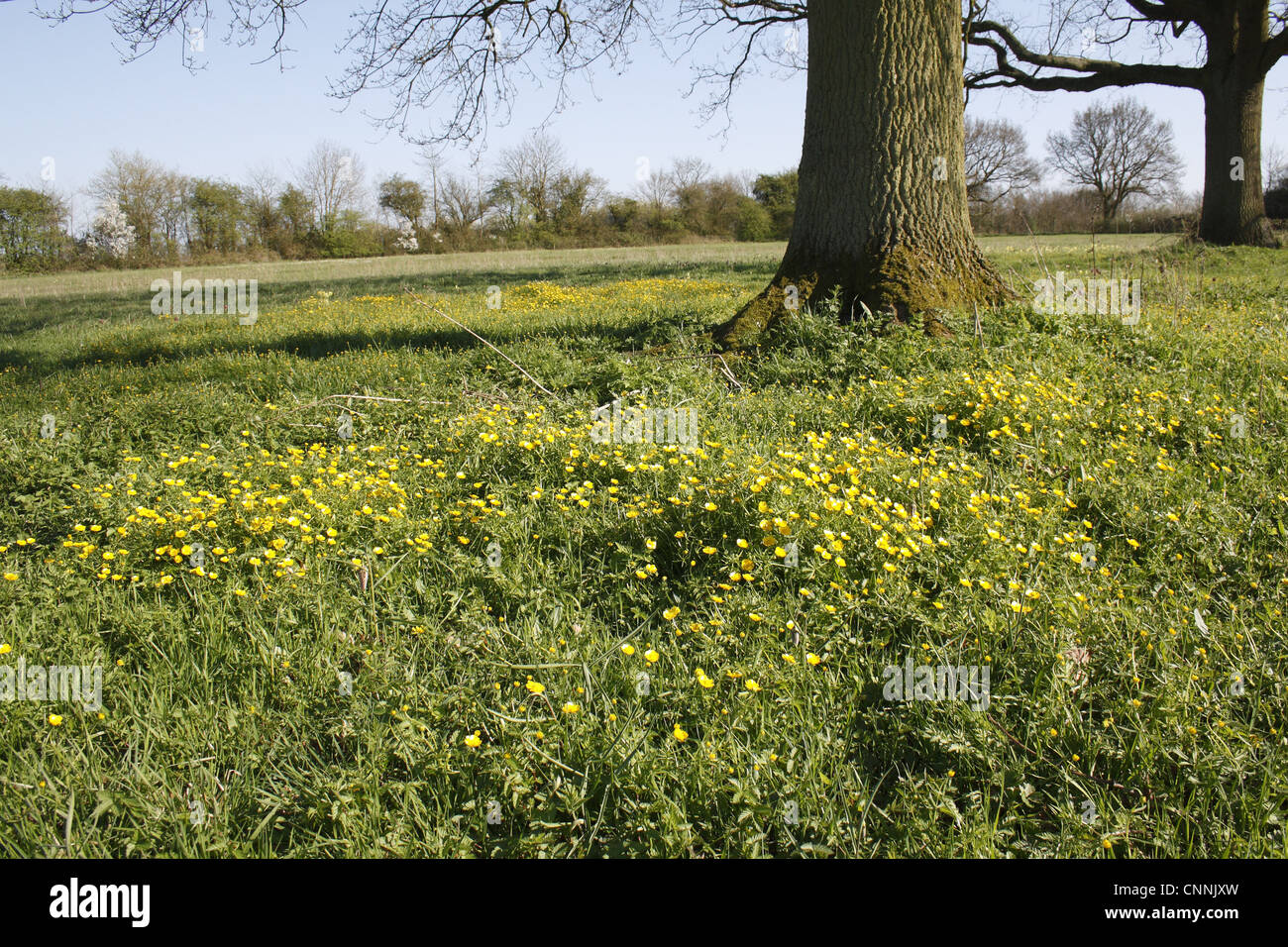 Goldilocks Buttercup Ranunculus auricomus flowering growing unimproved ...