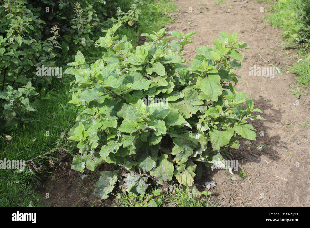 Lesser Burdock (Arctium minus) leaves, growing on pouched ground in ...