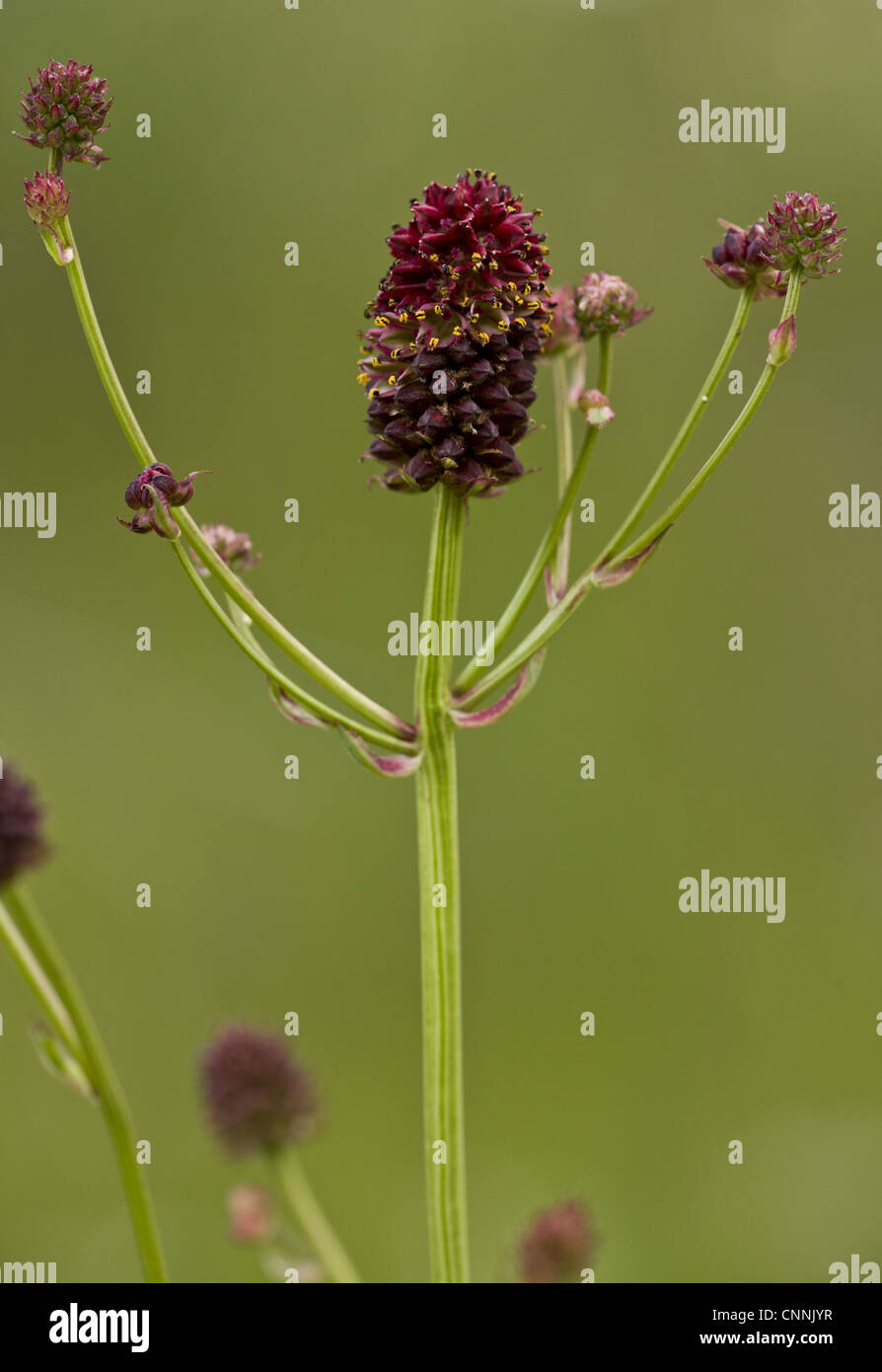 Great Burnet (Sanguisorba officinalis) flowering, growing in damp hay ...