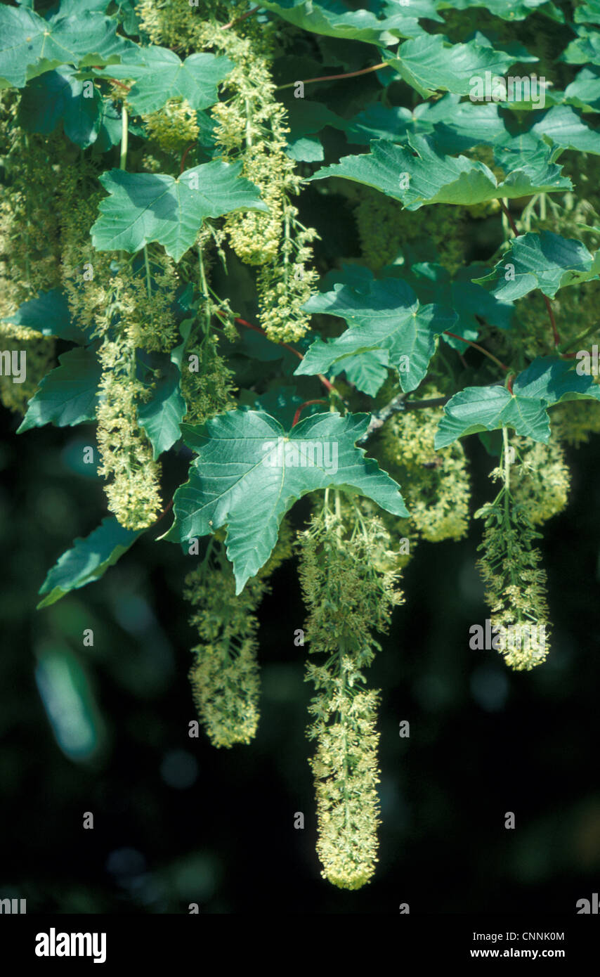 sycamore flower clusters Stock Photo - Alamy
