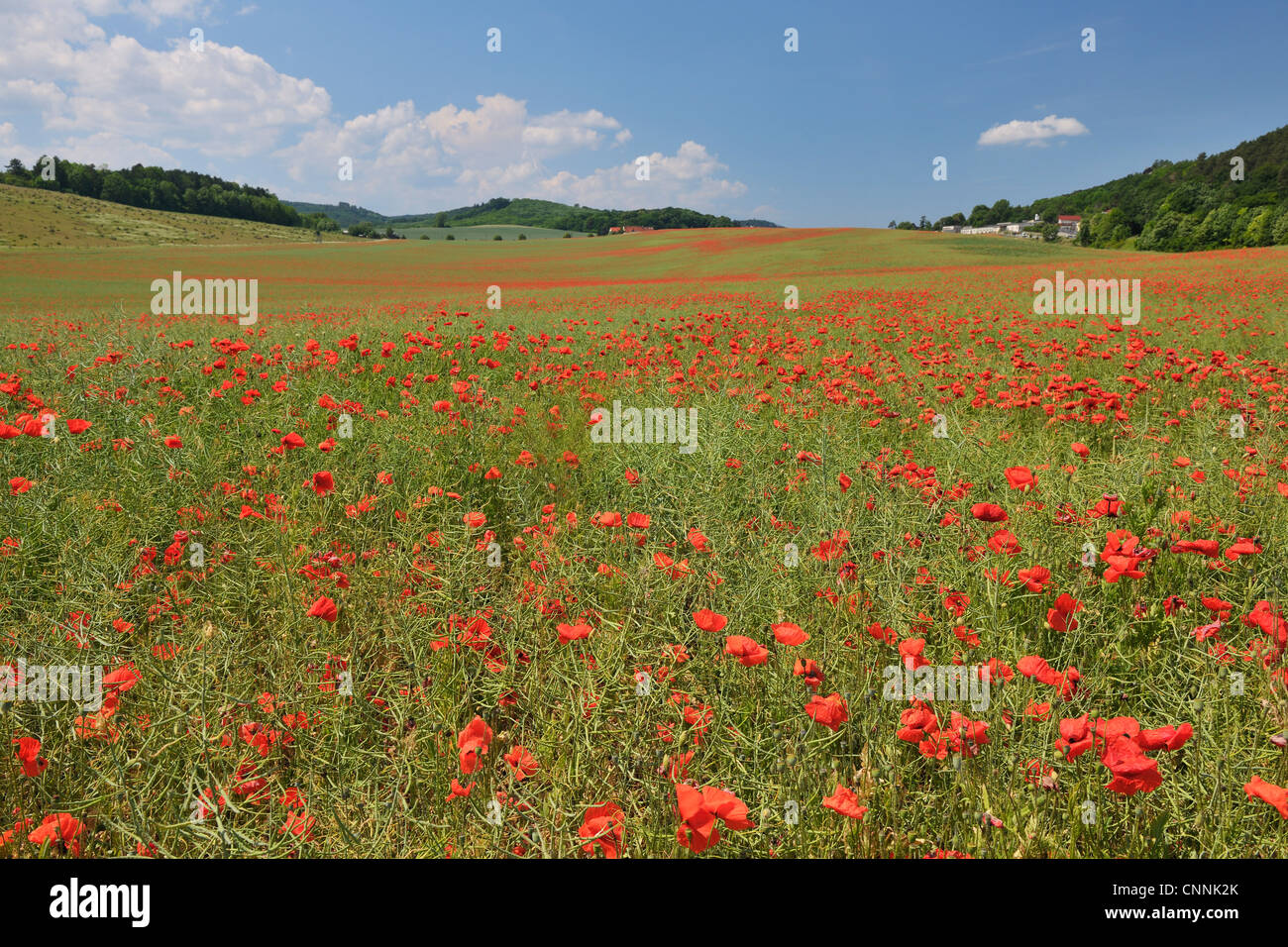 Blankenburg harz saxony anhalt hi-res stock photography and images - Alamy