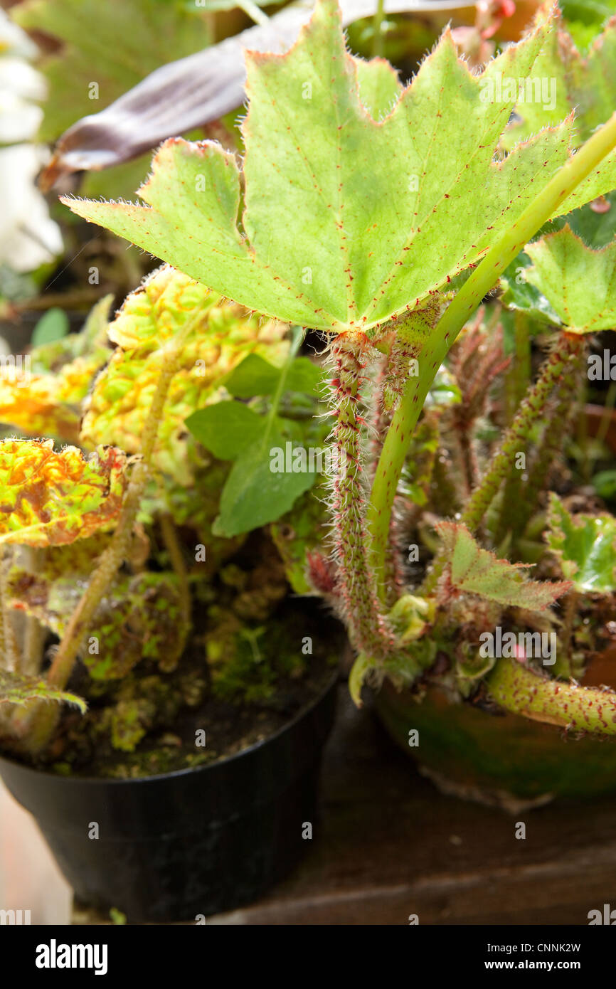 Begonia leaf detail close up Stock Photo - Alamy