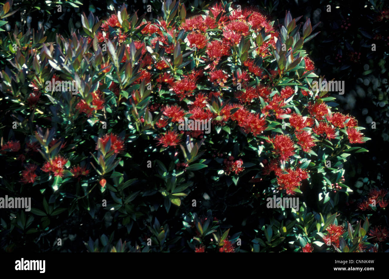 Southern rata (Metrosideros umbellata), is a tree endemic to New ...