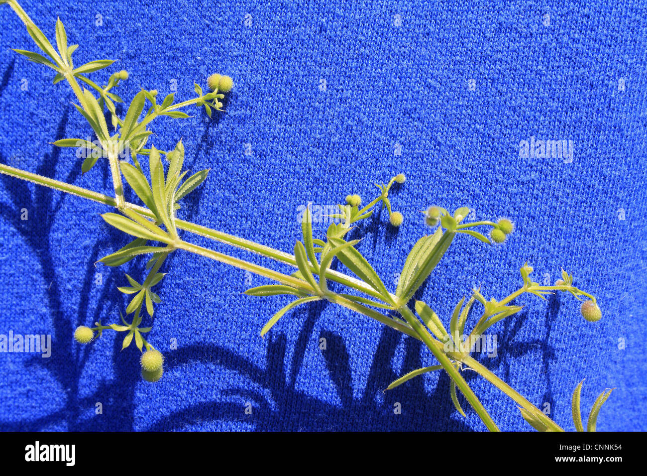 Common Cleavers Galium aparine close-up leaves stems fruits stuck to ...