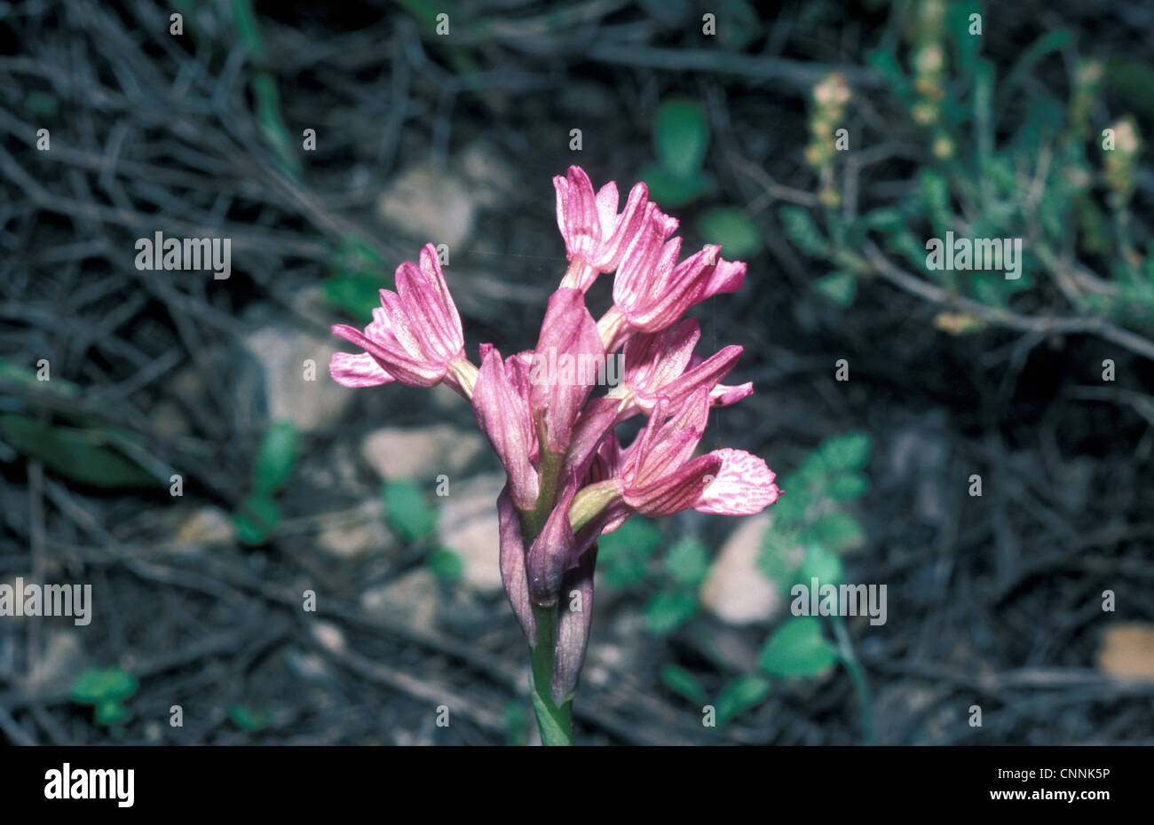 Oorchis hi-res stock photography and images - Alamy