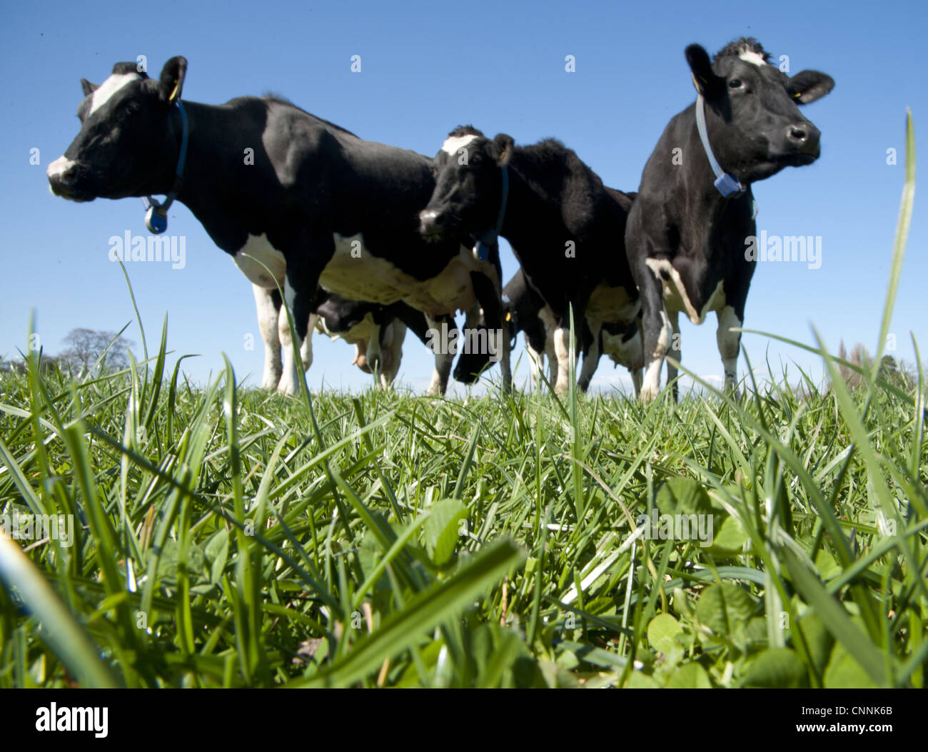 Trifolium clover white clover hi-res stock photography and images - Alamy