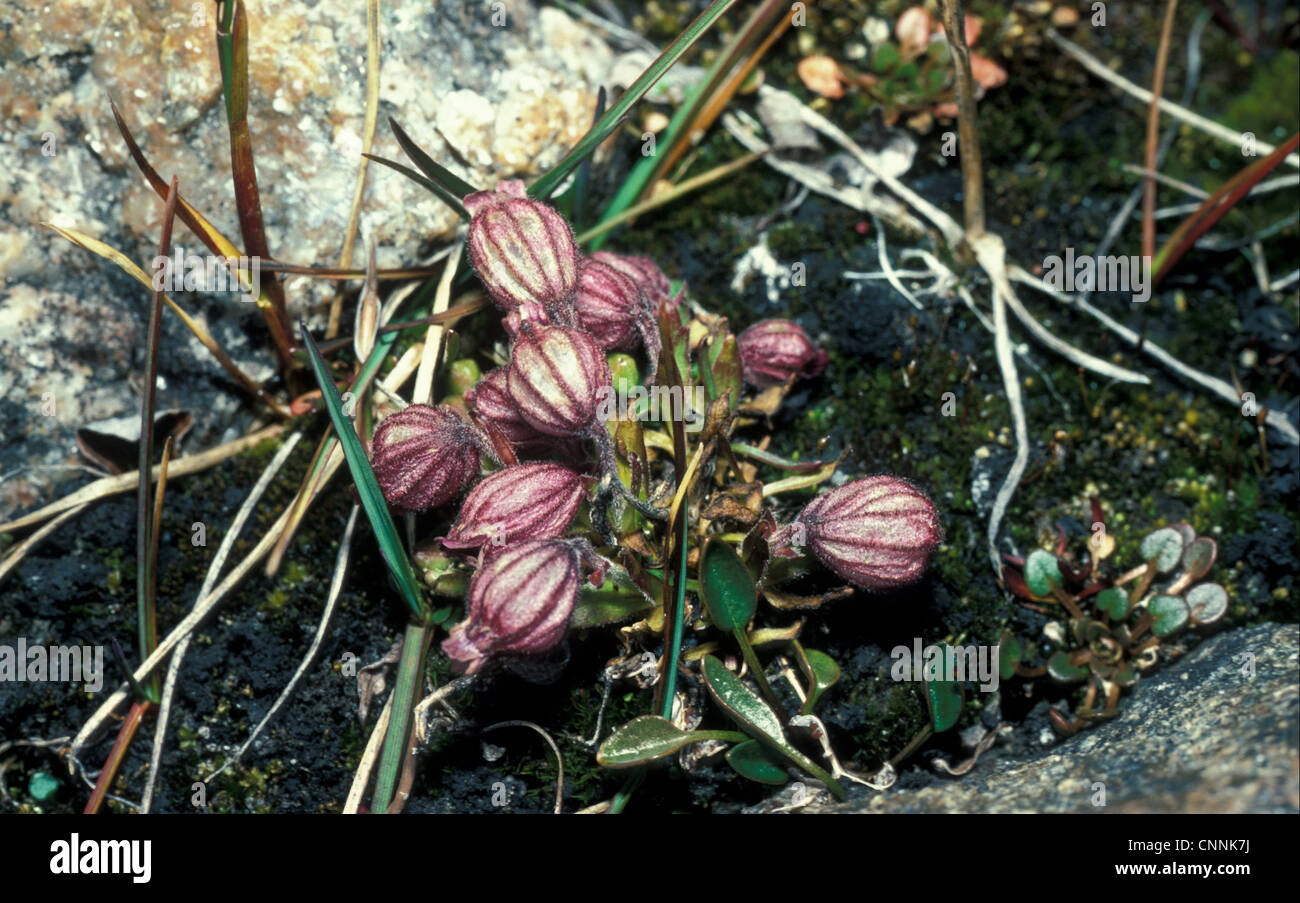 Nodding lychis - Melandrium apetalum - Devon Island Canadian arctic ...