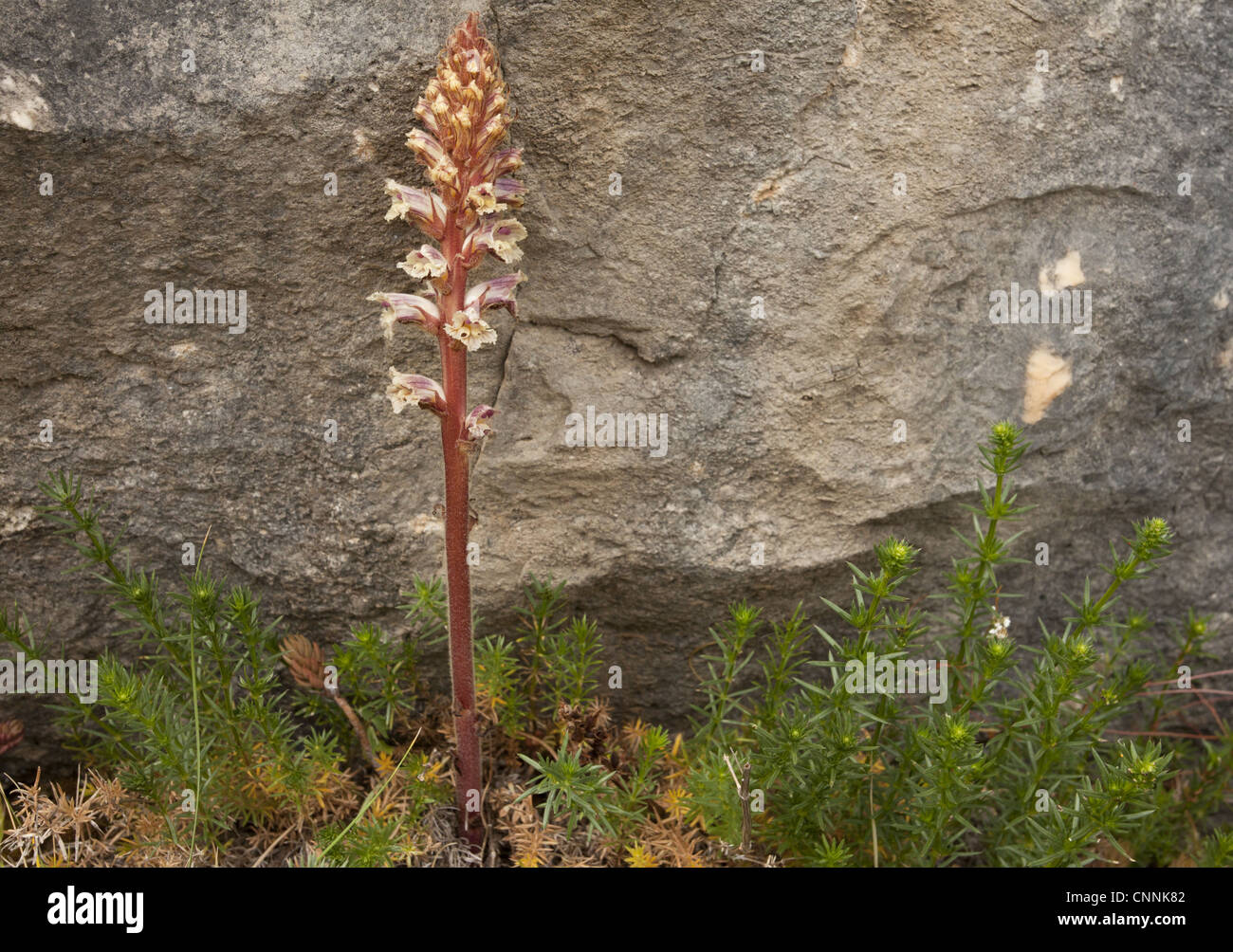 Clove-scented Broomrape (Orobanche caryophyllacea) flowering, parasitic ...