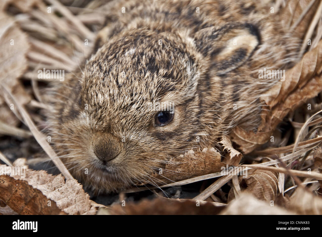 European Hare (Lepus europaeus) leveret about 10 days old Stock Photo ...