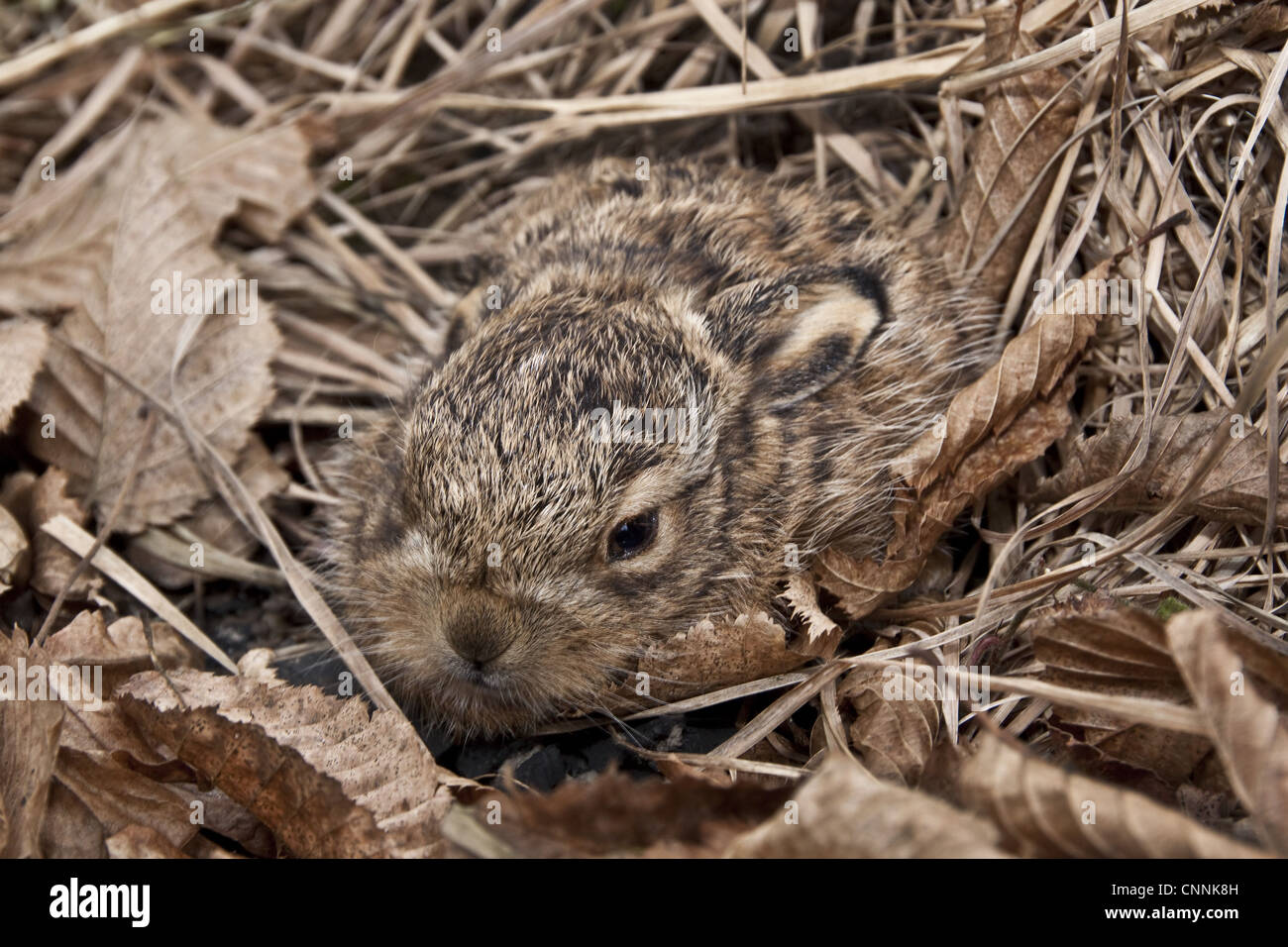 European Hare (Lepus europaeus) leveret about 10 days old Stock Photo ...