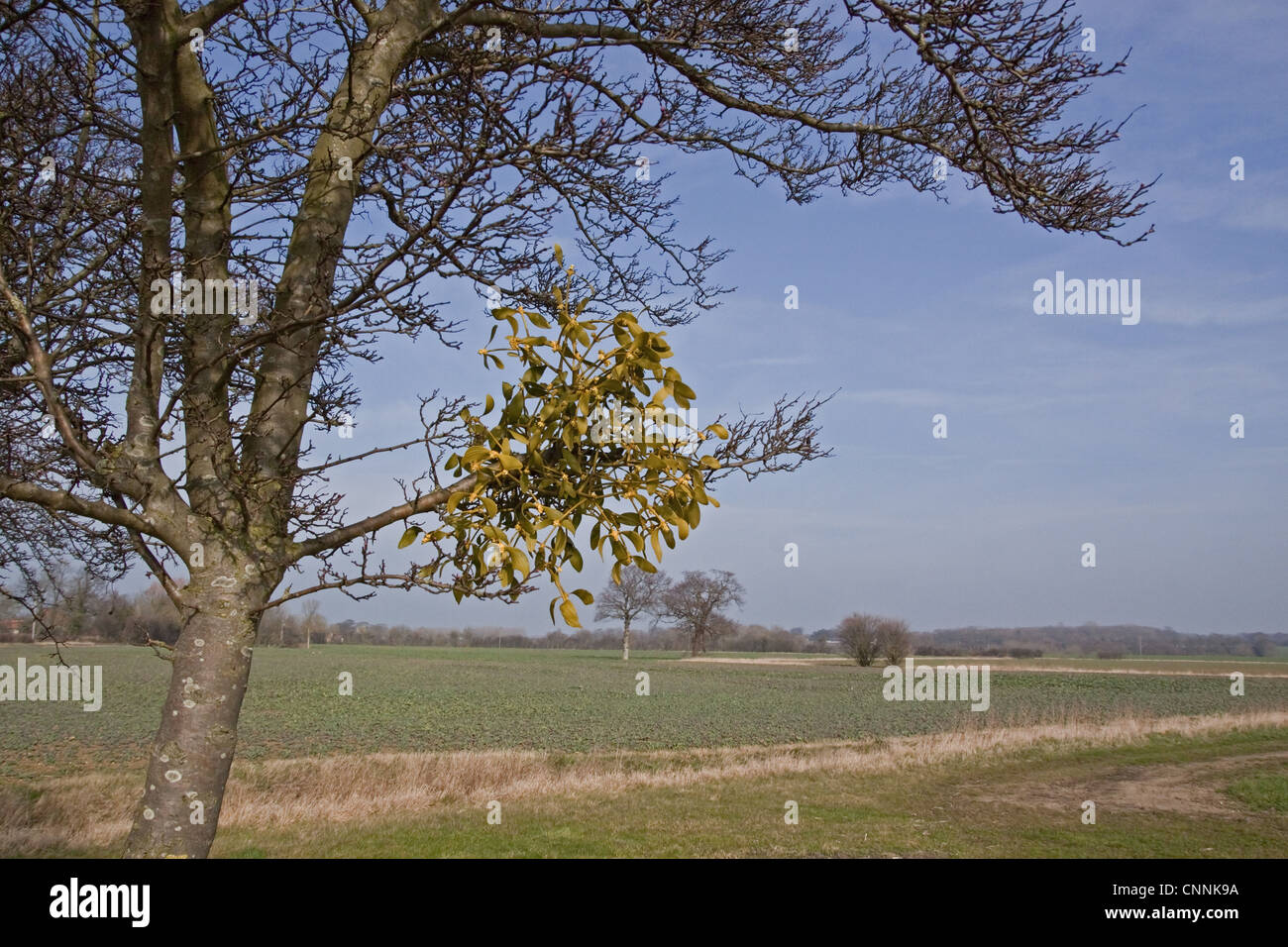 Mistletoes viscum album parasite hi-res stock photography and images ...