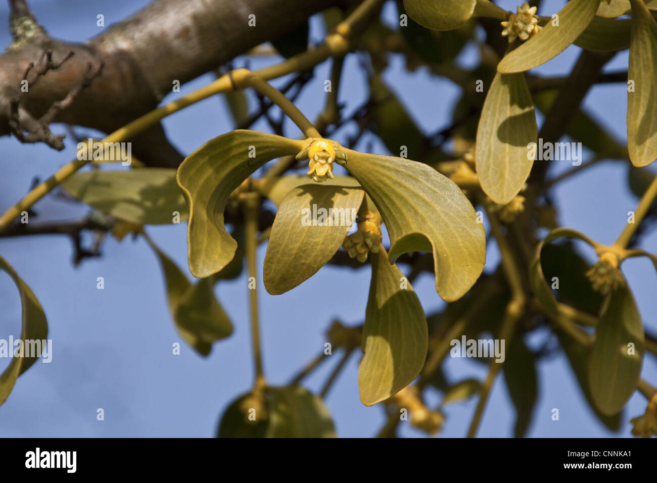 Viscum album mistletoe european mistletoe hi-res stock photography and ...