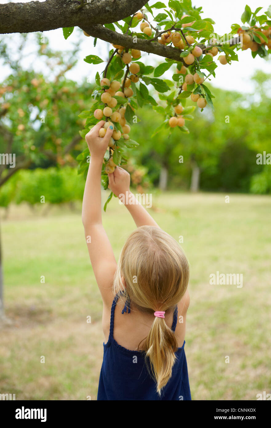 Girl picking fruit off tree Stock Photo - Alamy