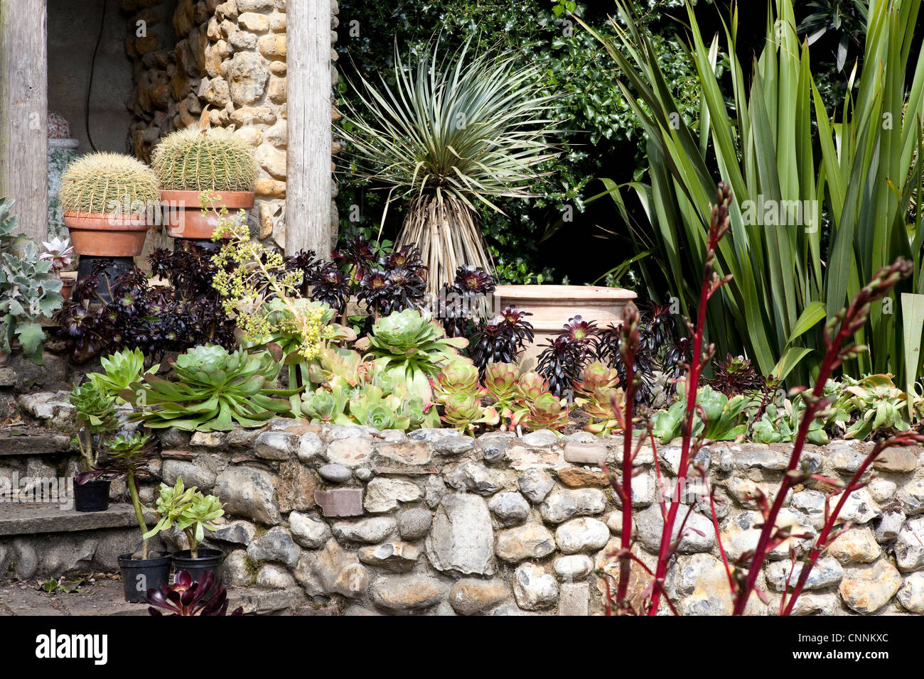 Xerophytic plants in the desert hi-res stock photography and images - Alamy