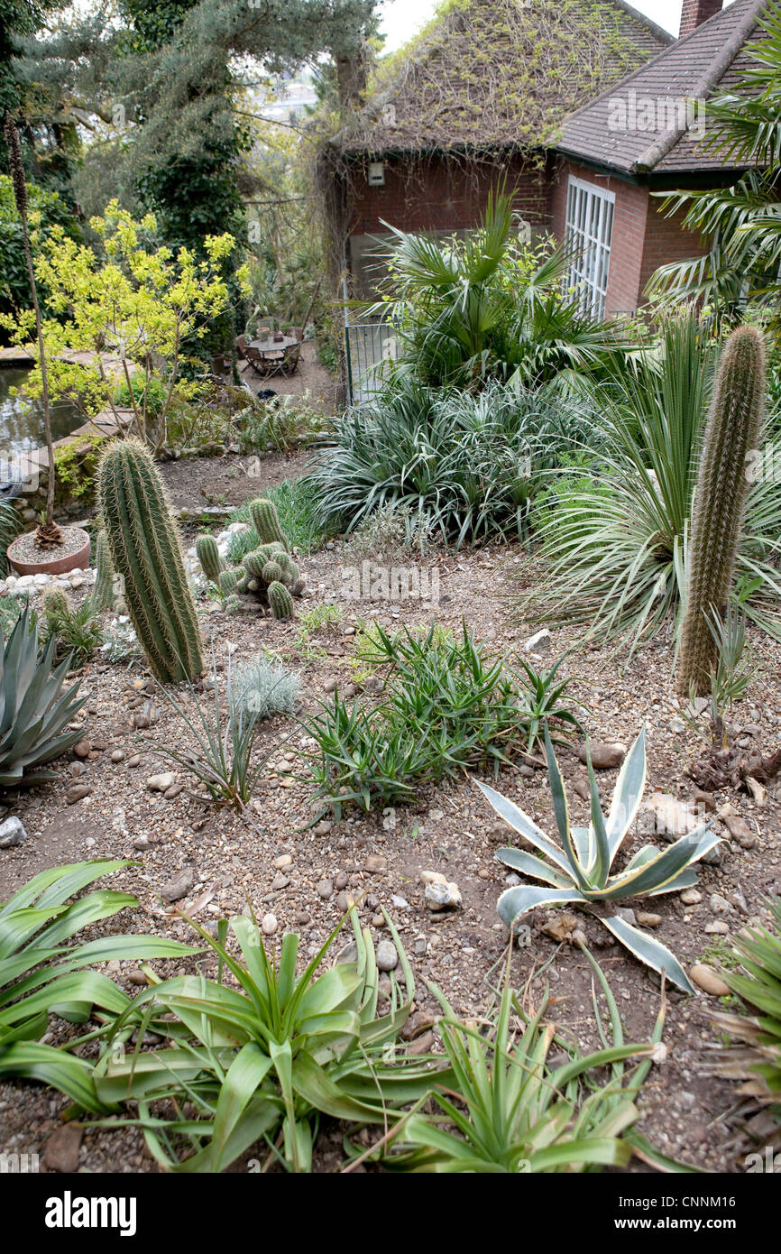 Xerophytic plants in the desert hi-res stock photography and images - Alamy