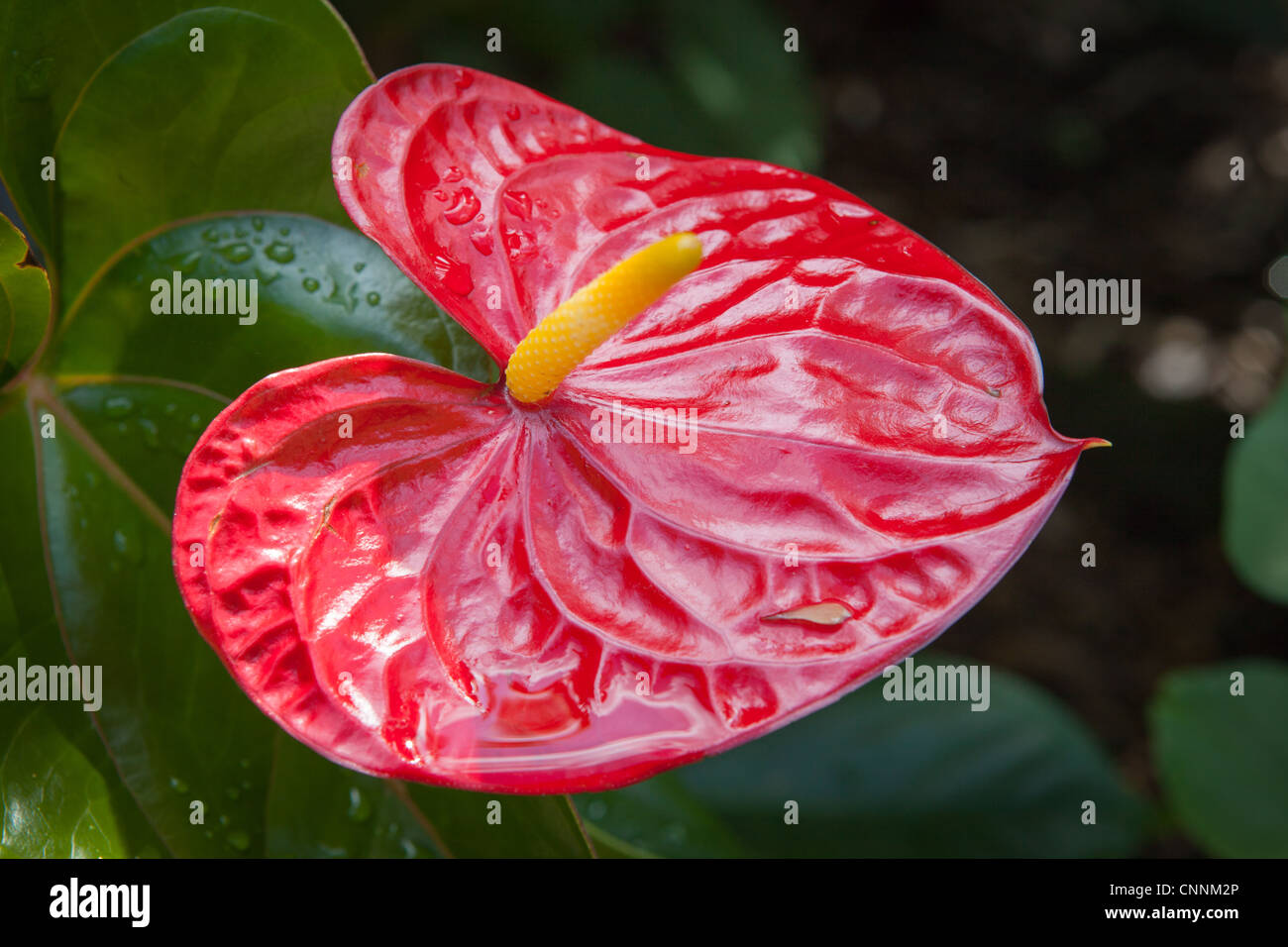 Anthurium andraeanum hi-res stock photography and images - Alamy