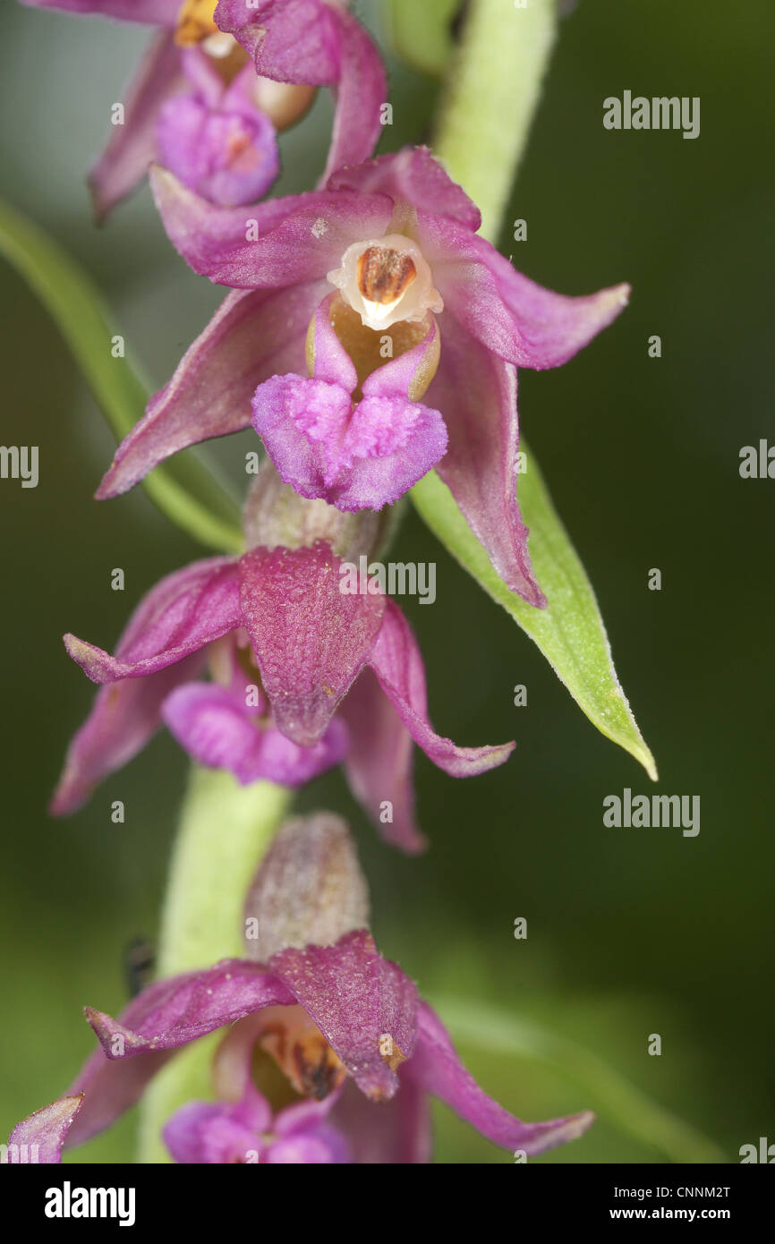 Dark Red Helleborine (Epipactis atrorubens) close-up of flowers ...