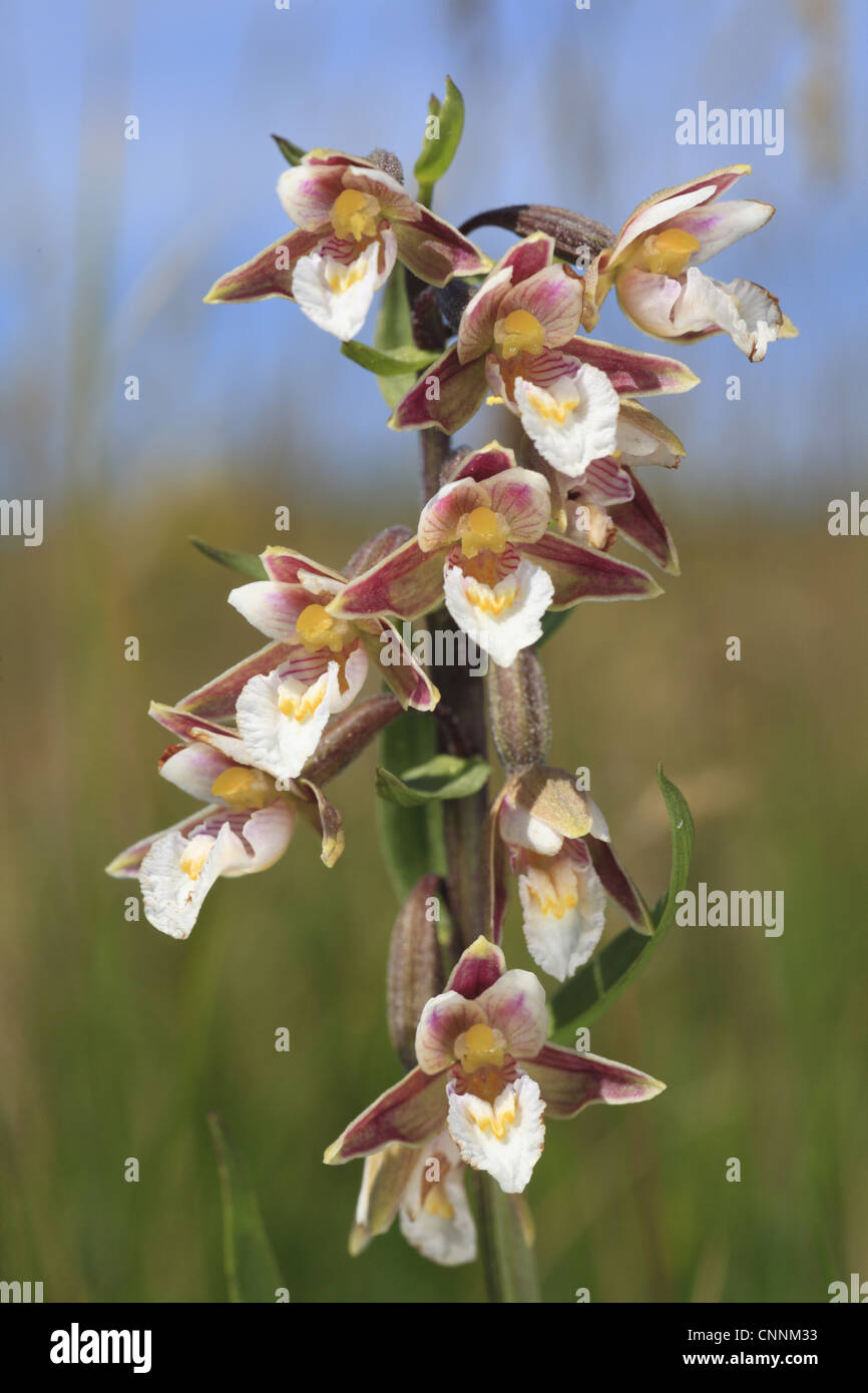 Marsh Helleborine (Epipactis palustris) flowering, Ynys-las National ...