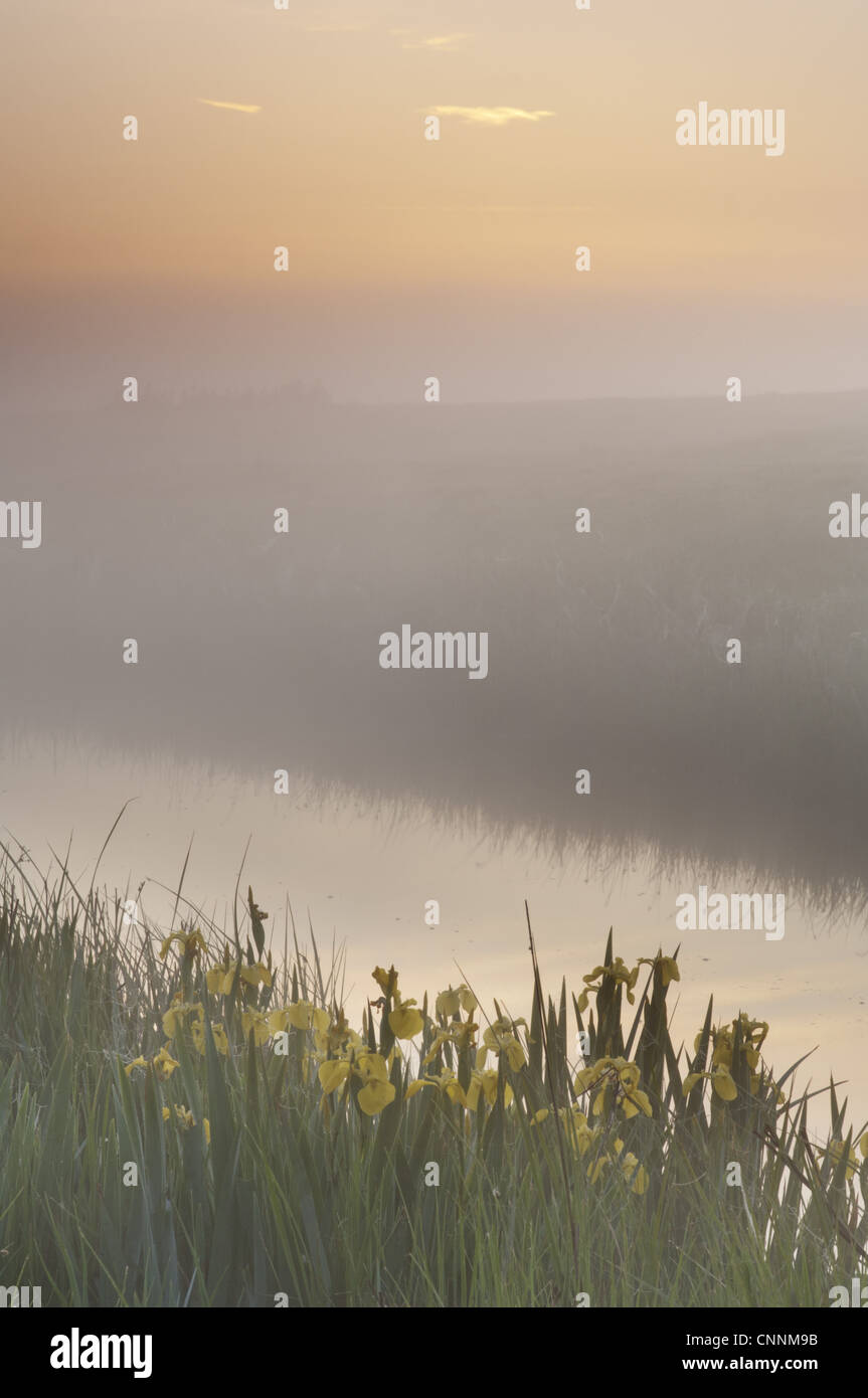 Yellow Iris Iris pseudacorus flowering growing beside dyke coastal ...