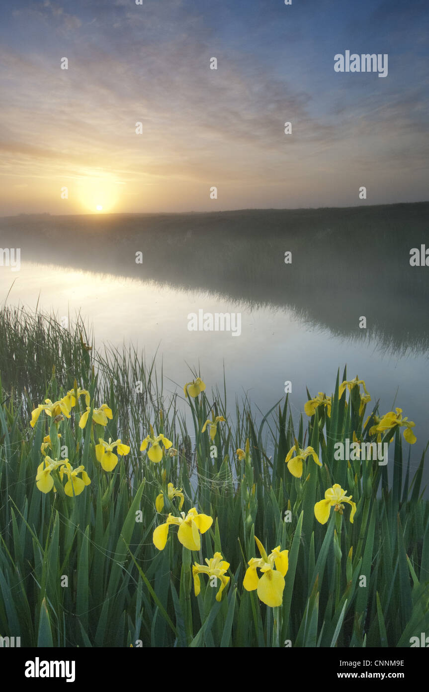 Yellow Iris Iris pseudacorus flowering growing beside dyke coastal ...