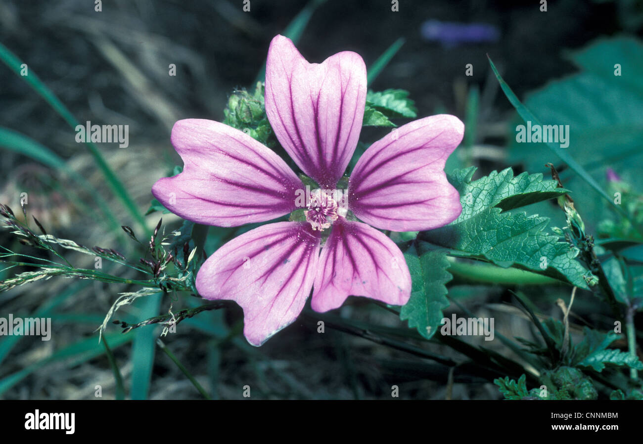 Common Mallow (Malva sylvestris) Close up of flower Stock Photo - Alamy