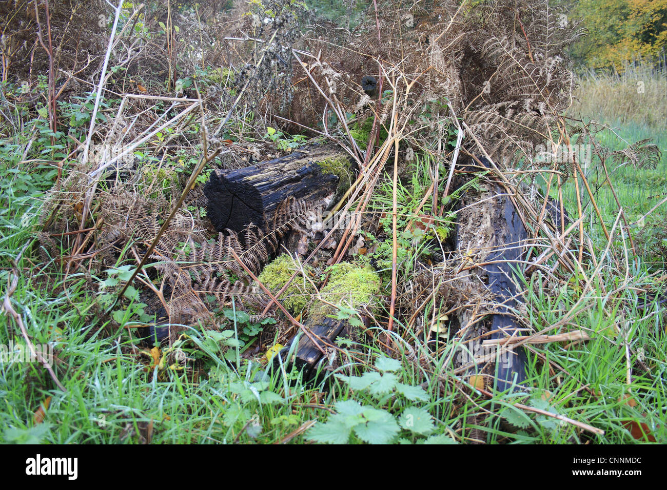 Log pile wildlife habitat in woodland at edge fen in valley fen reserve ...