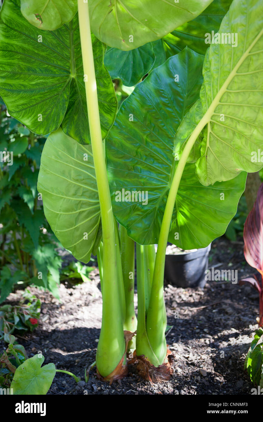 Alocasia Odora - Upright elephant ears Stock Photo - Alamy