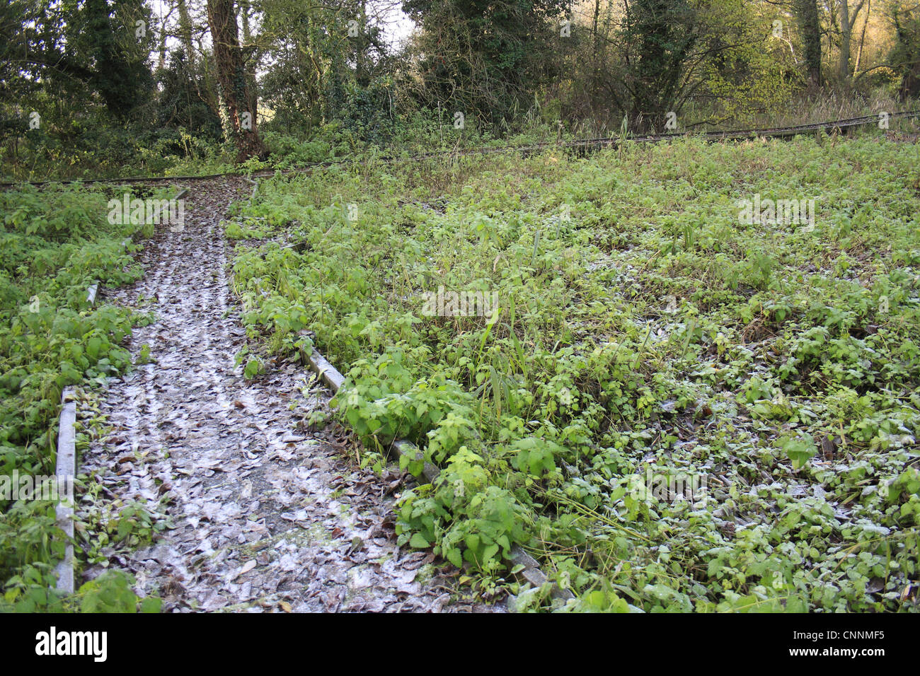 Frost covered boardwalk in wet woodland habitat, Fen Alder Carr L.N.R ...