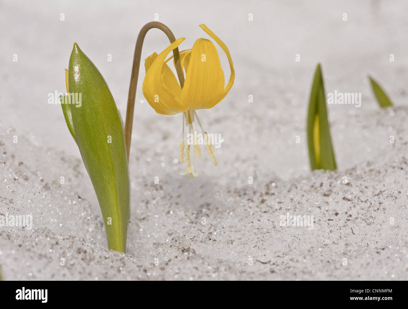 Erythronium grandiflorum snow flower hi-res stock photography and ...