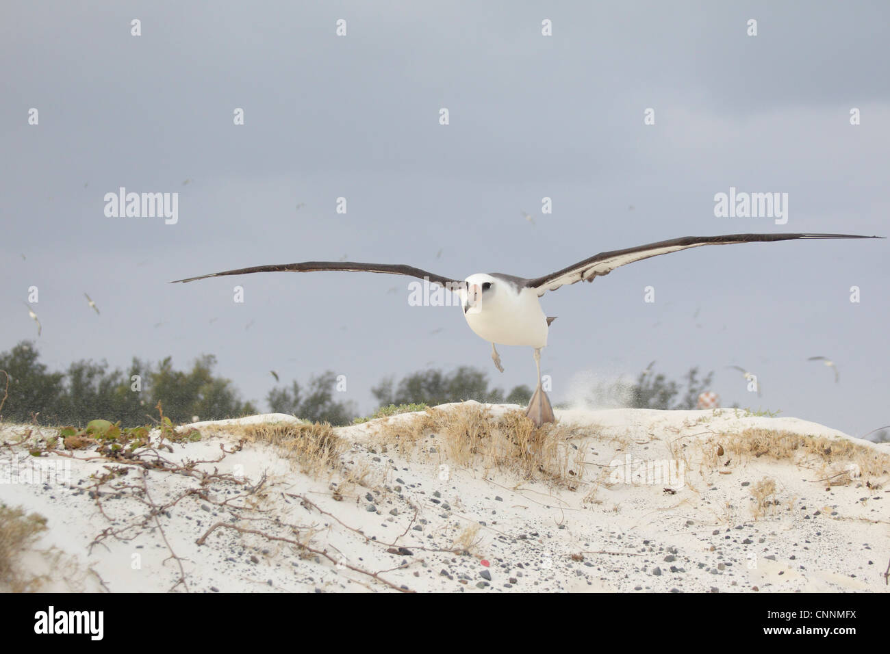 Laysan Albatross taking off from a beach Stock Photo - Alamy