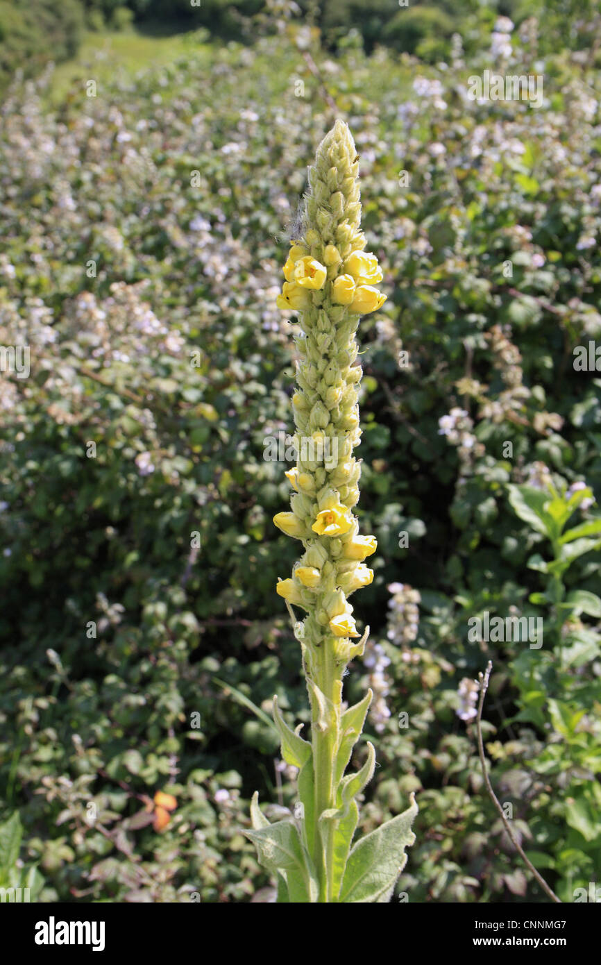 Great Mullein (Verbascum thapsus) flowering, growing on chalk downland, Arreton Down, Arreton ...