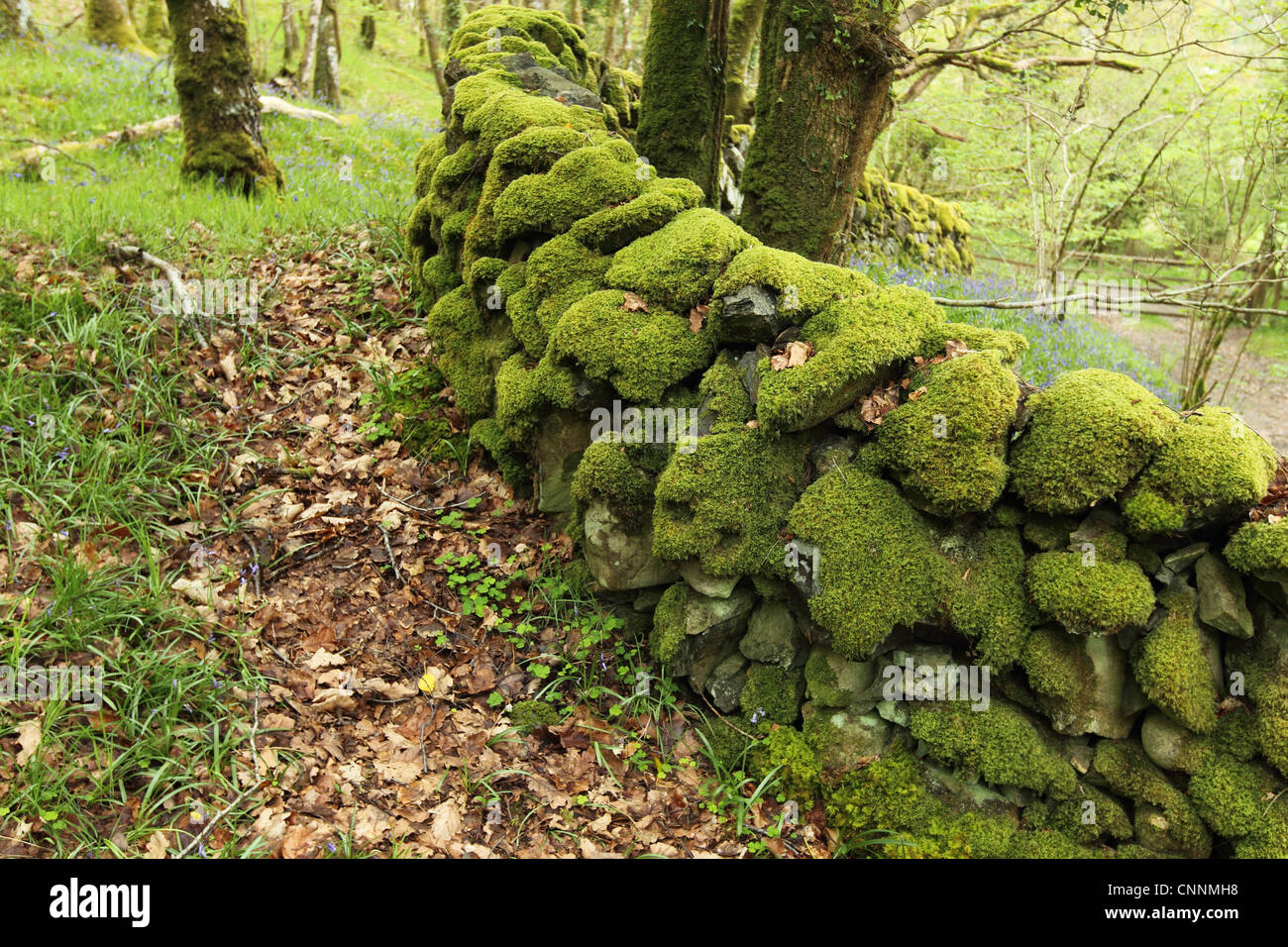 Moss covered drystone wall in ancient woodland habitat, Wood of Cree ...