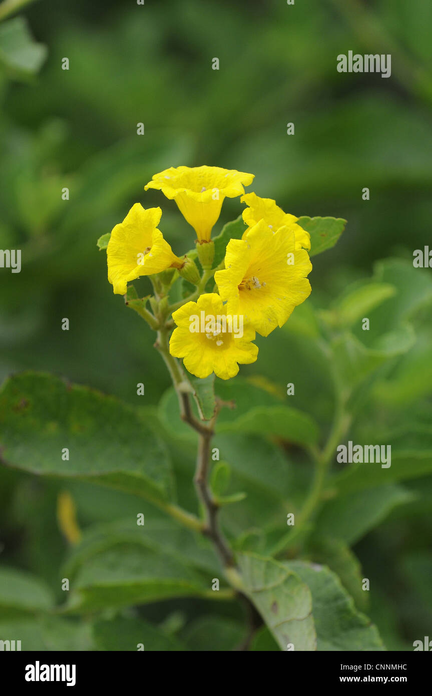 Muyuyu hi-res stock photography and images - Alamy