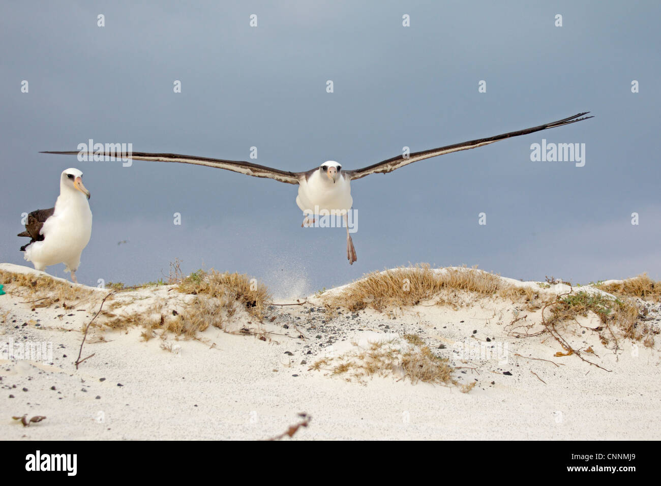 Laysan Albatross taking off from a beach Stock Photo - Alamy