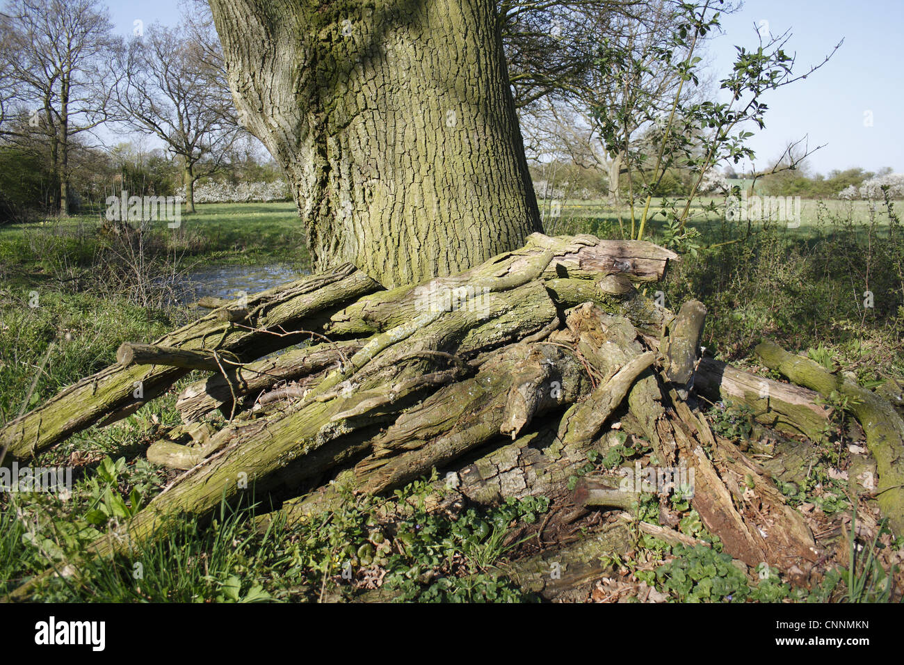 Log pile for wildlife habitats hi-res stock photography and images - Alamy
