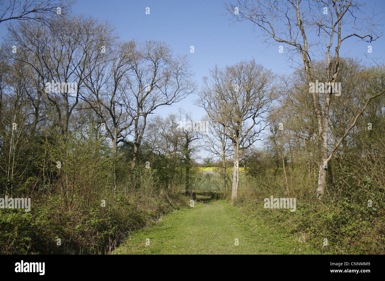 Ancient coppiced woodland habitat Common Oak Quercus robur standards ...