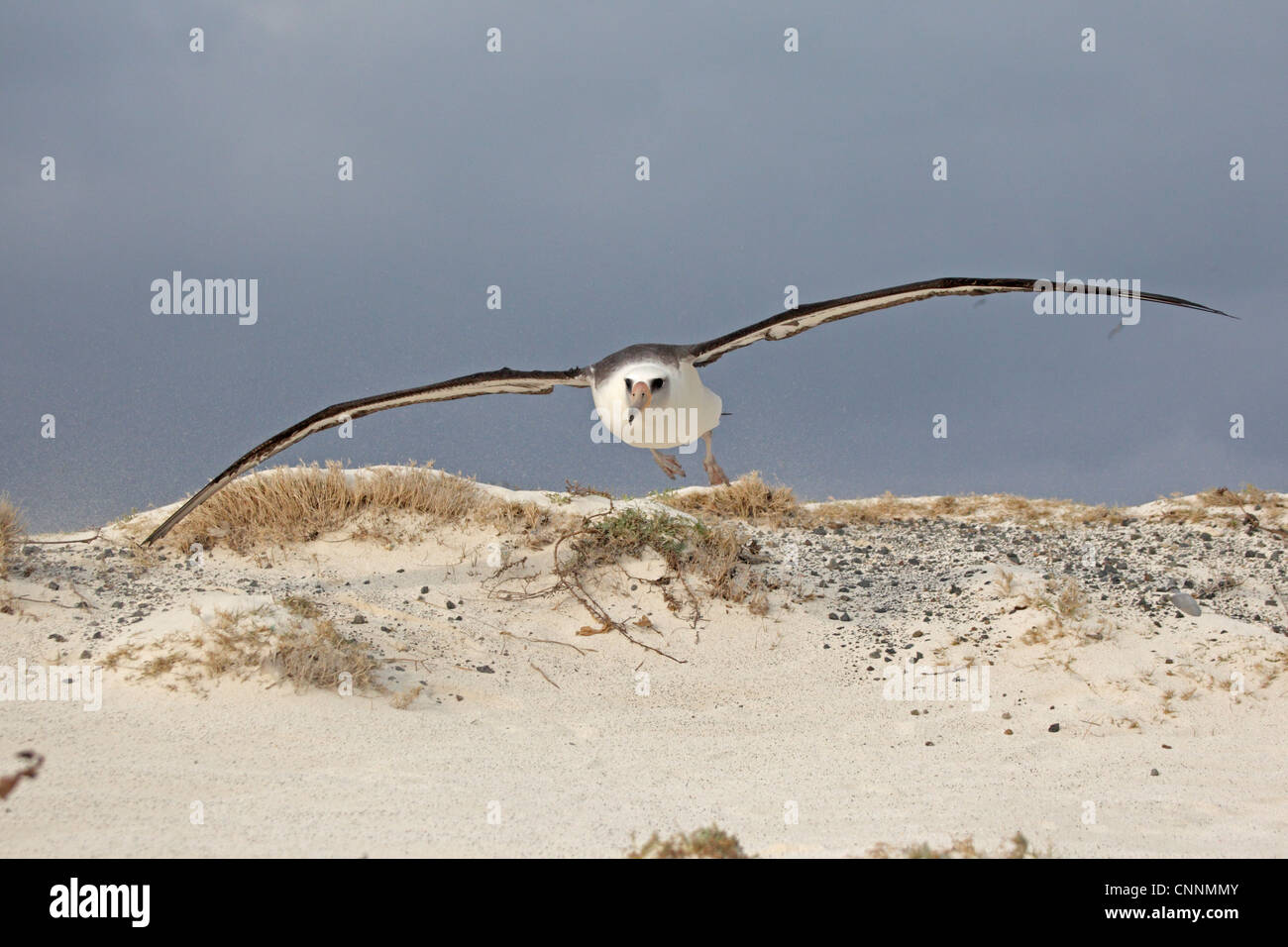 Laysan Albatross taking off from a beach Stock Photo - Alamy